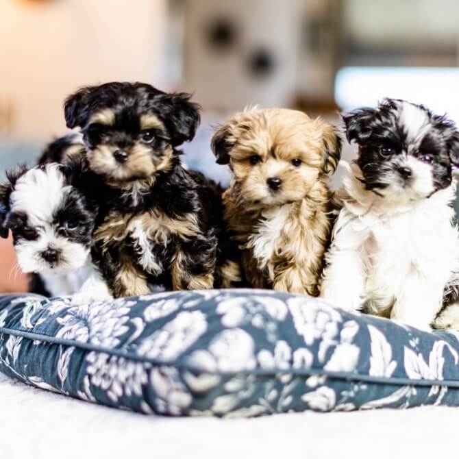 Habibi Bears | Natural Reared Habibi Teddy Bear Puppies in Washington ...