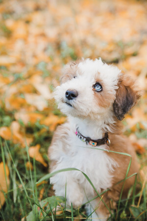 Habibi Bears | Natural Reared Habibi Teddy Bear Puppies in Washington ...