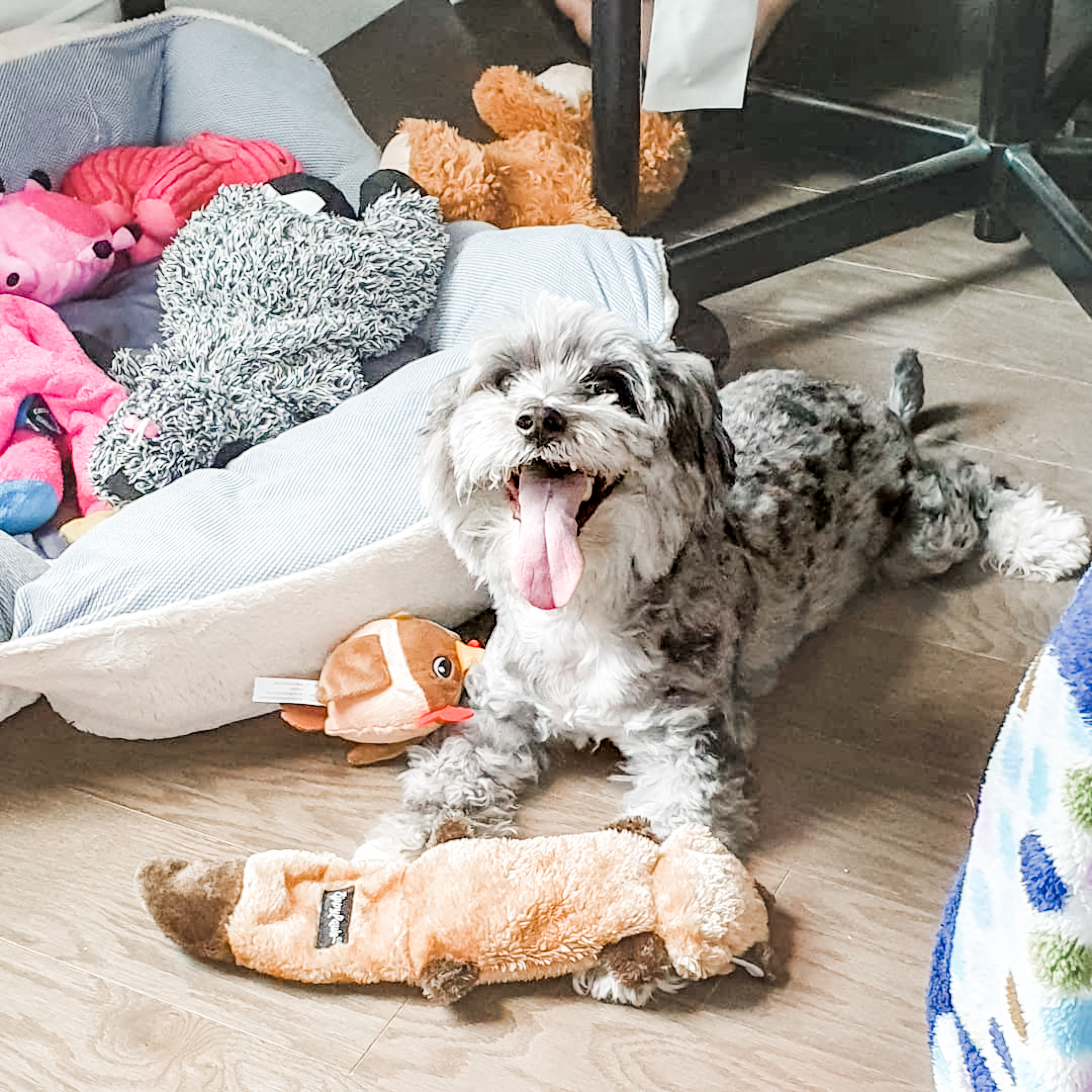 Happy Tails | Habibi Bears | Beloved Teddy Bear puppies - trained ...