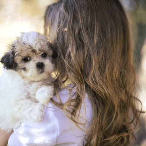 Habibi Bears | Natural Reared Habibi Teddy Bear Puppies in Washington ...