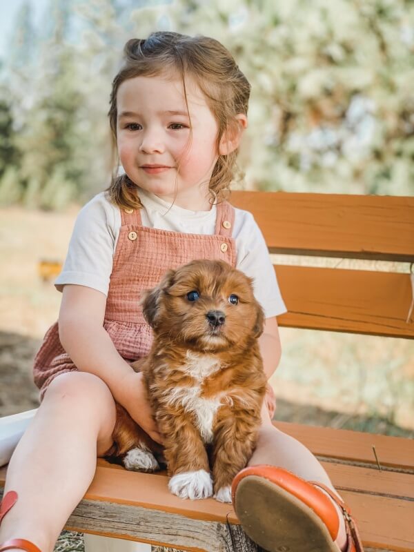 Habibi Bears | Natural Reared Habibi Teddy Bear Puppies in Washington ...